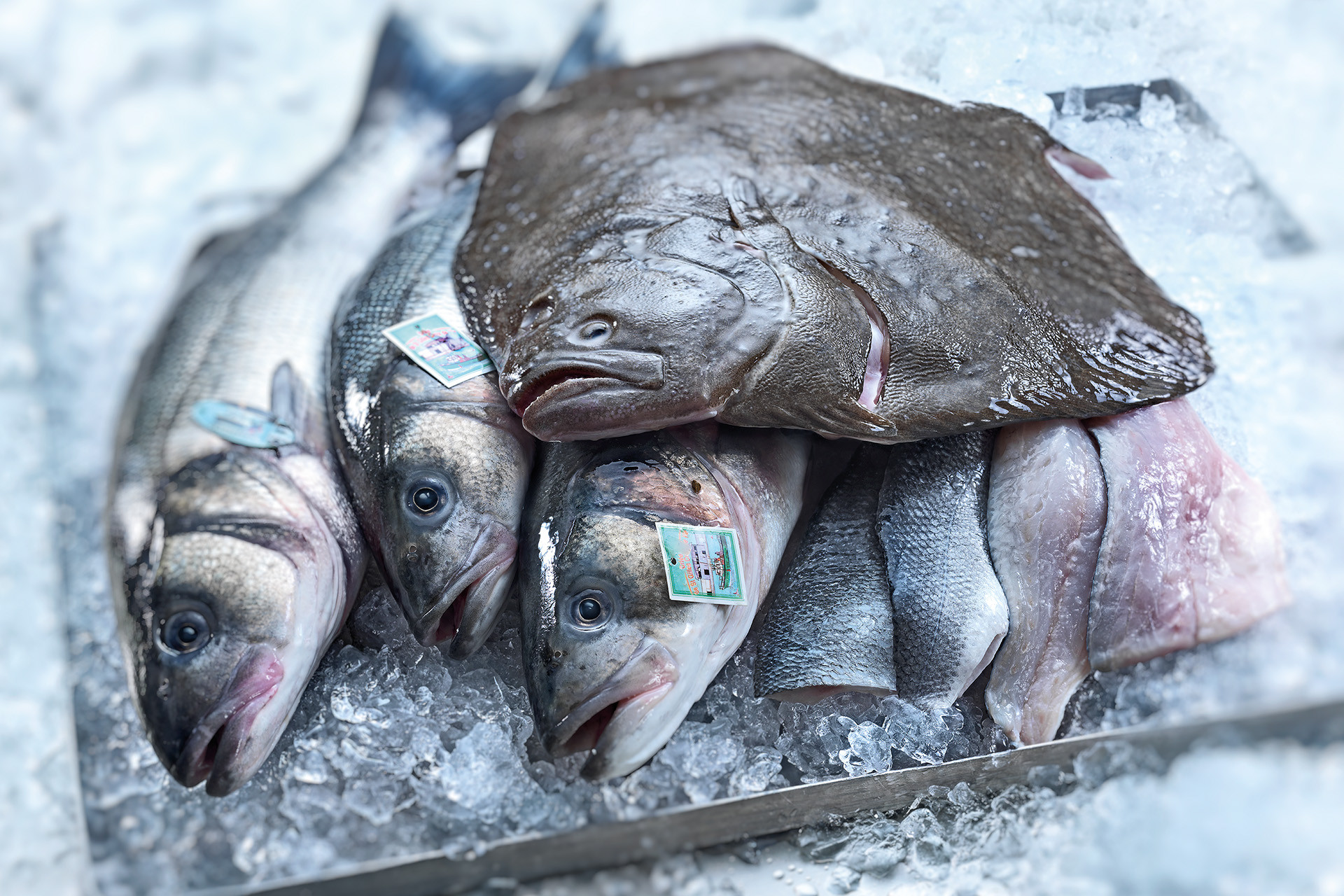 Fisch und Seafood: Frischer Süss- Salzwasserfisch, Krustentiere und ...
